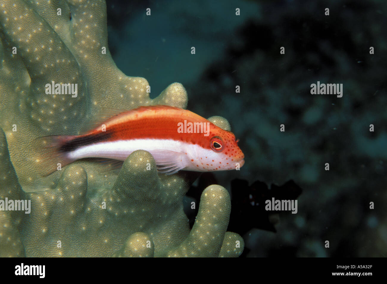 Blackside Hawkfish Paracirrhites forsteri Stock Photo - Alamy