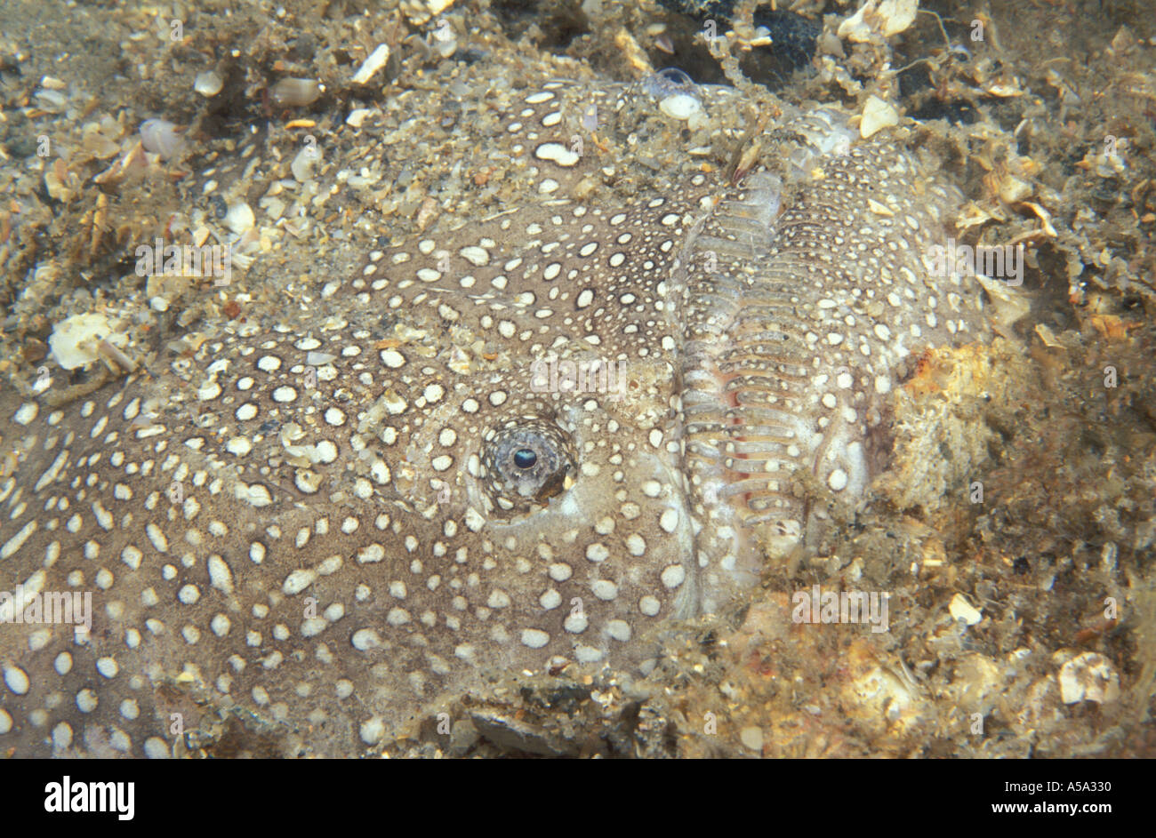 Northern stargazer hi-res stock photography and images - Alamy