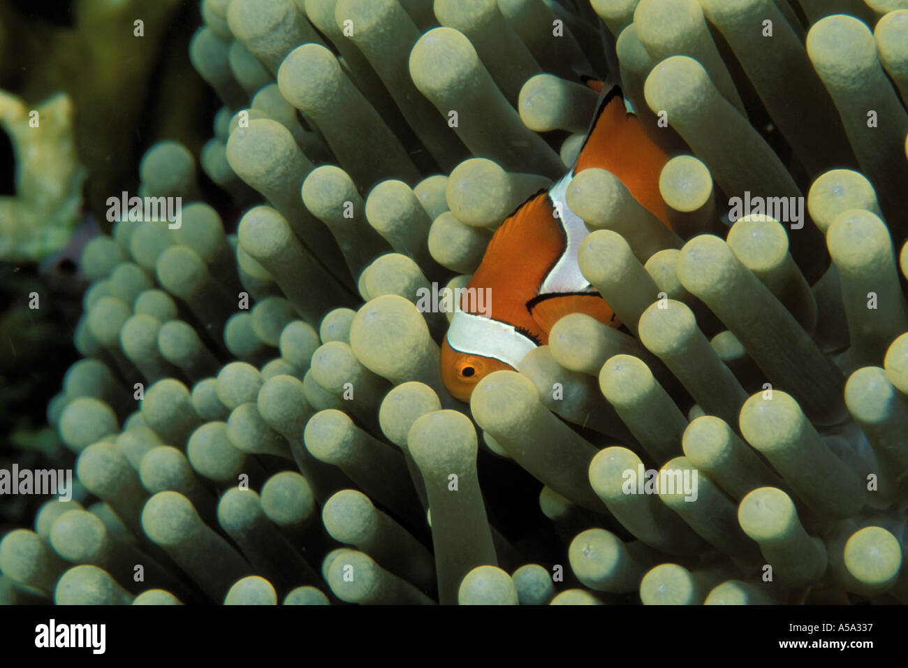 False Clownfish Amphiprion ocellaris Stock Photo - Alamy