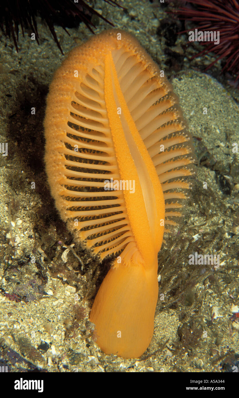 Orange sea pen hi-res stock photography and images - Alamy