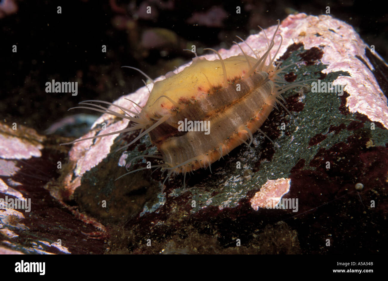 Spiny Pink Scallop Clamys hastata Stock Photo - Alamy
