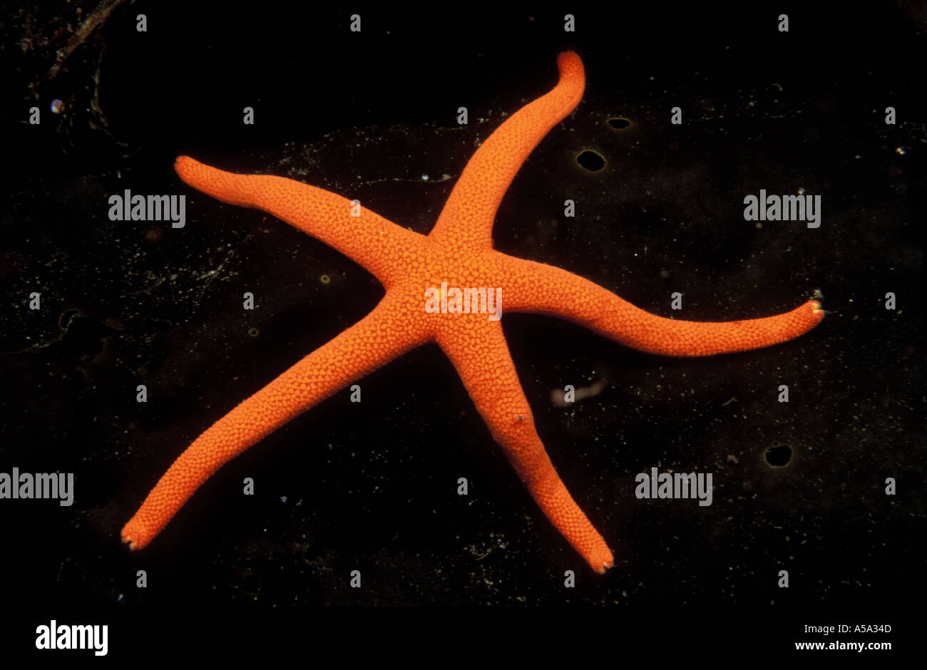 Blood Star Starfish High Resolution Stock Photography and Images - Alamy