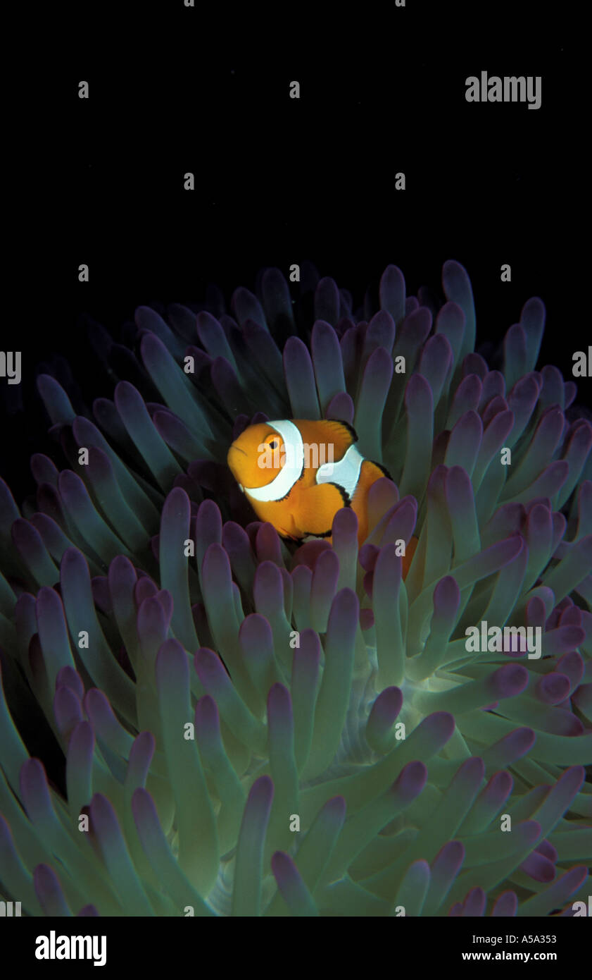 False Clownfish Amphiprion ocellaris Stock Photo - Alamy
