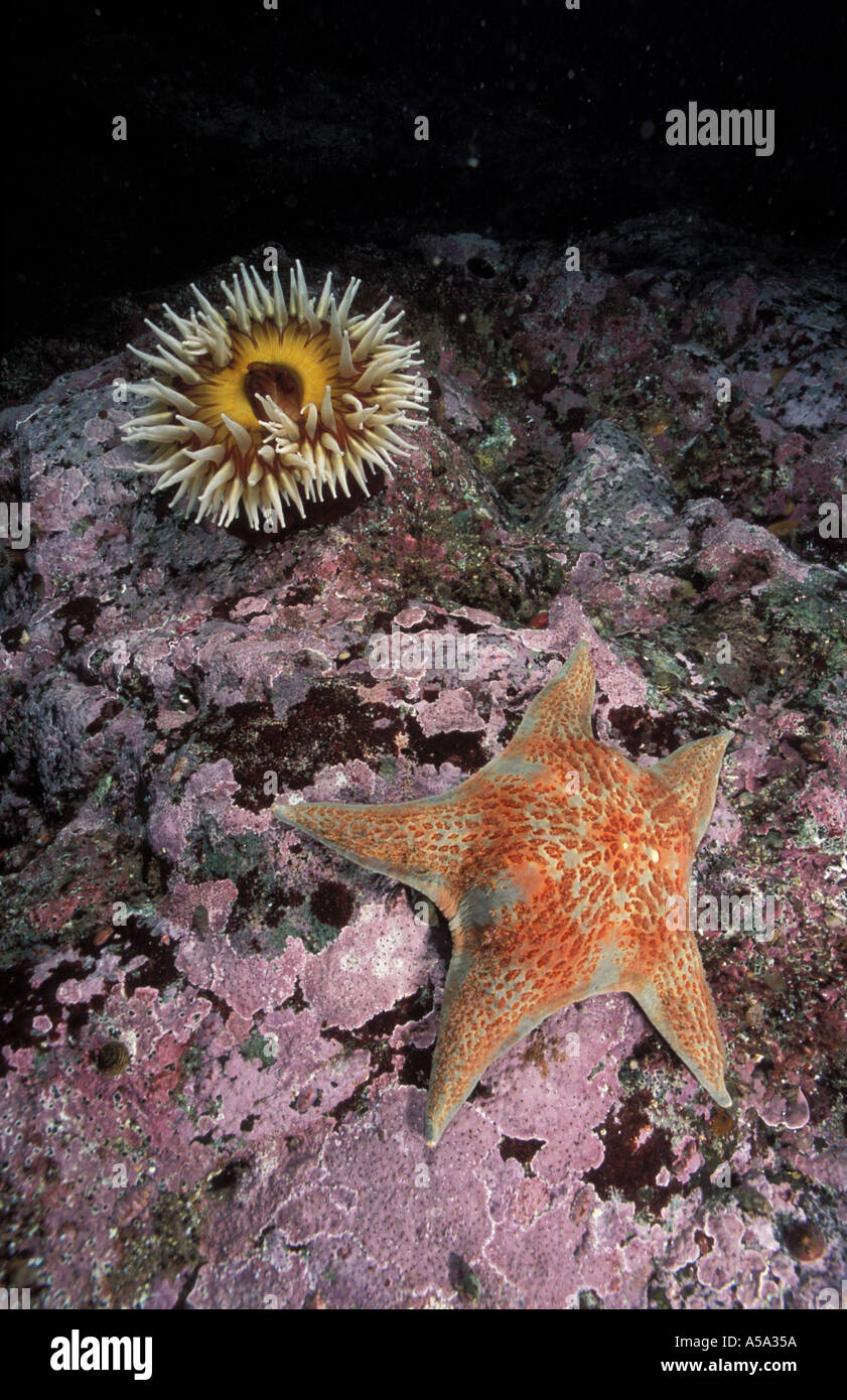 Leather Star Dermasterias imbricata Stock Photo - Alamy