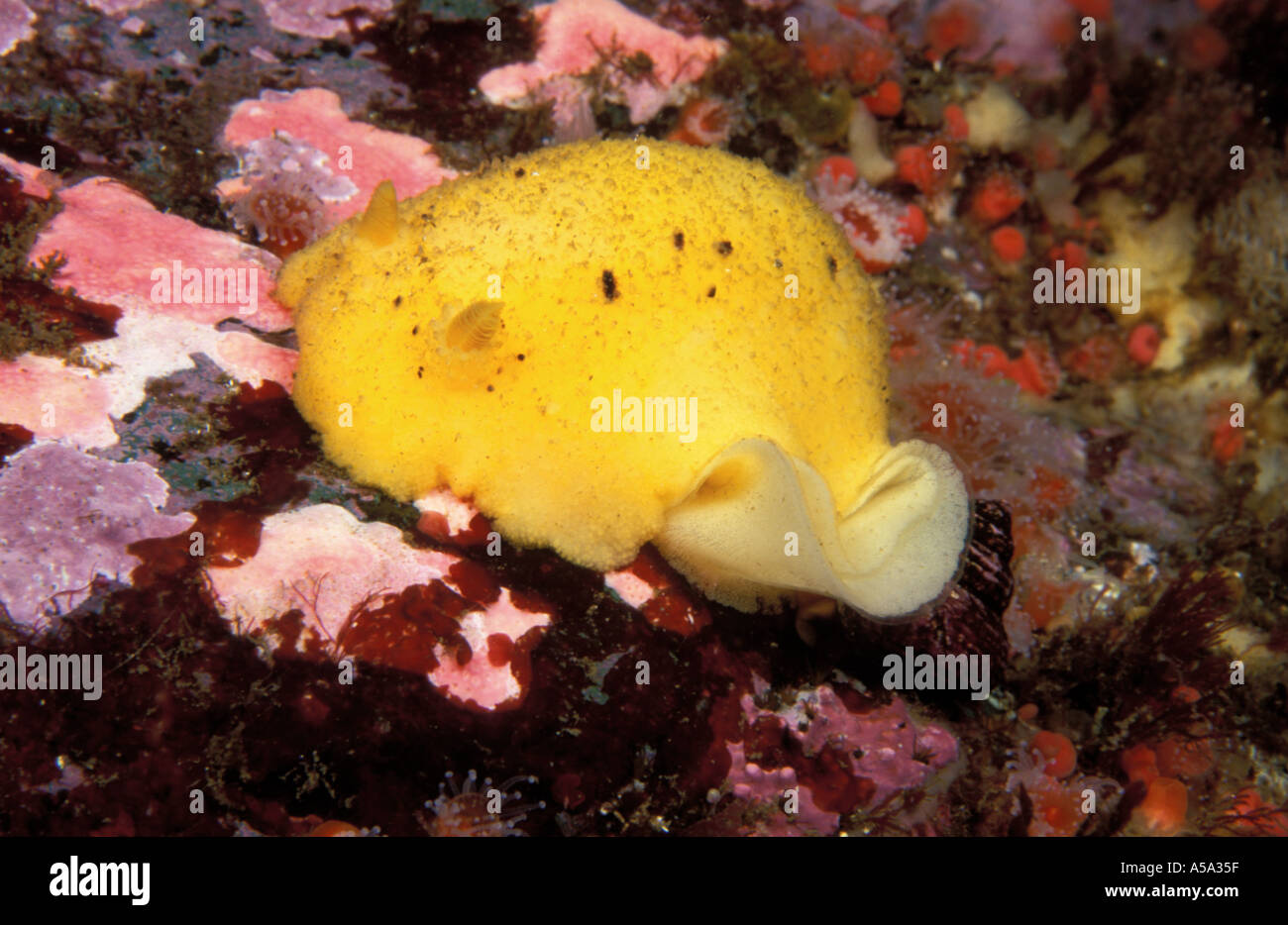Monterey Sea Lemon Archidoris montereyensis laying eggs Stock Photo - Alamy
