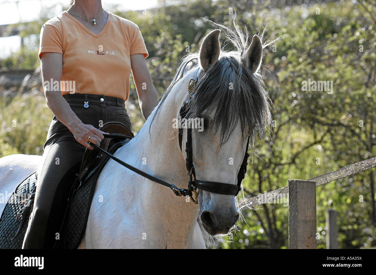 andalusier pura raza espanola hengst Stock Photo - Alamy