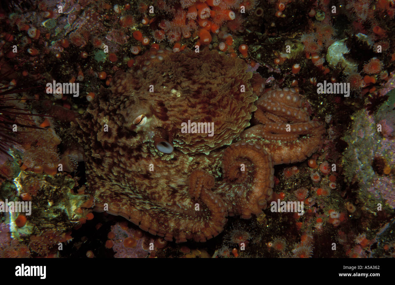 Giant Pacific Octopus Octopus dofleini Stock Photo - Alamy