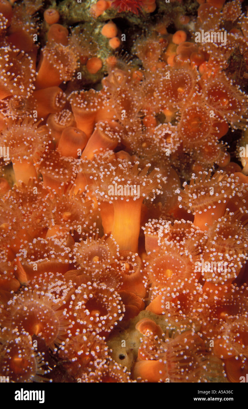 Corynactis californica hi-res stock photography and images - Alamy