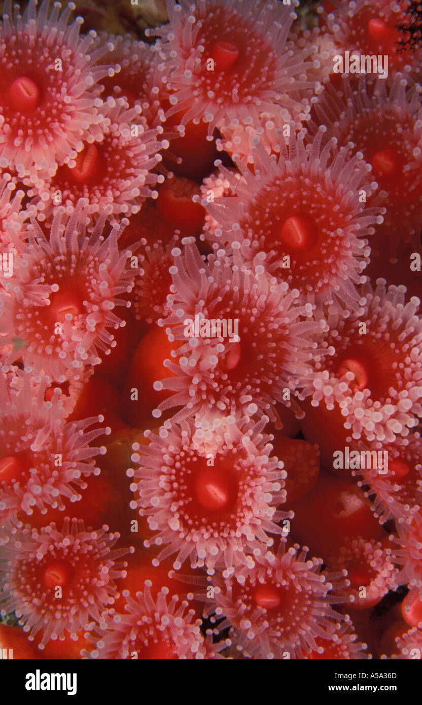 Corynactis californica hi-res stock photography and images - Alamy