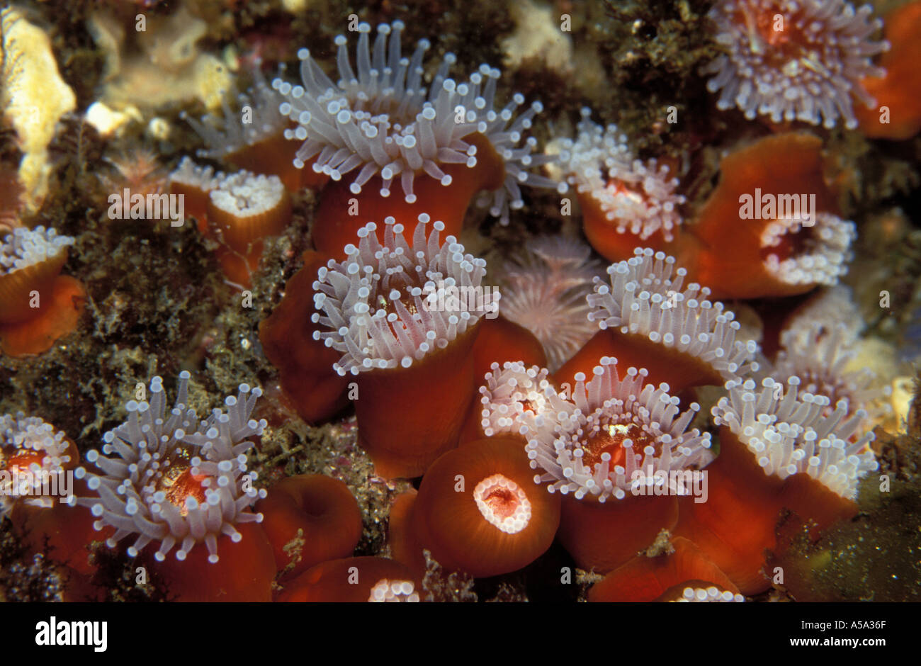 Corynactis californica hi-res stock photography and images - Alamy