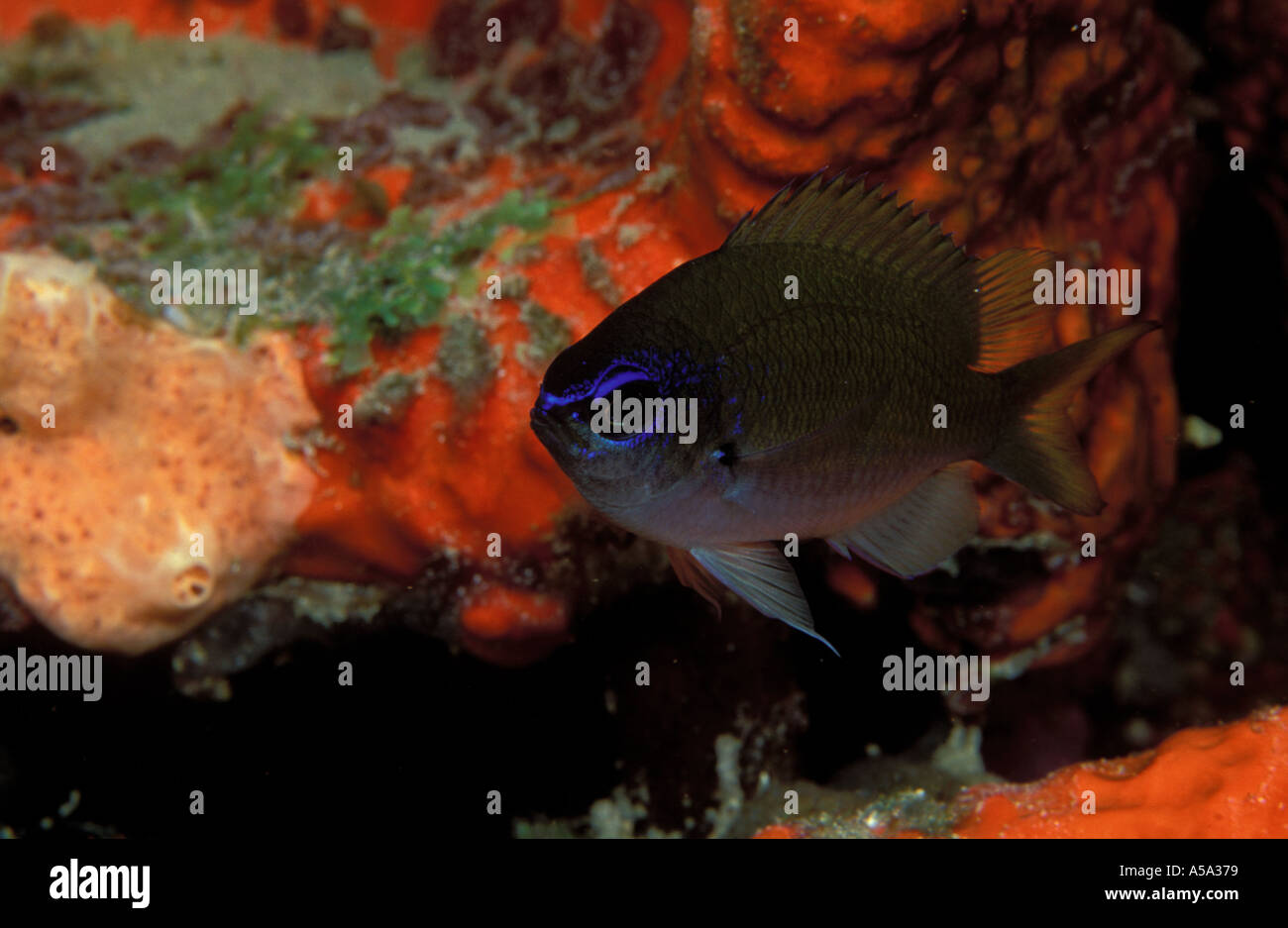 Yellowtail damsel hi-res stock photography and images - Alamy