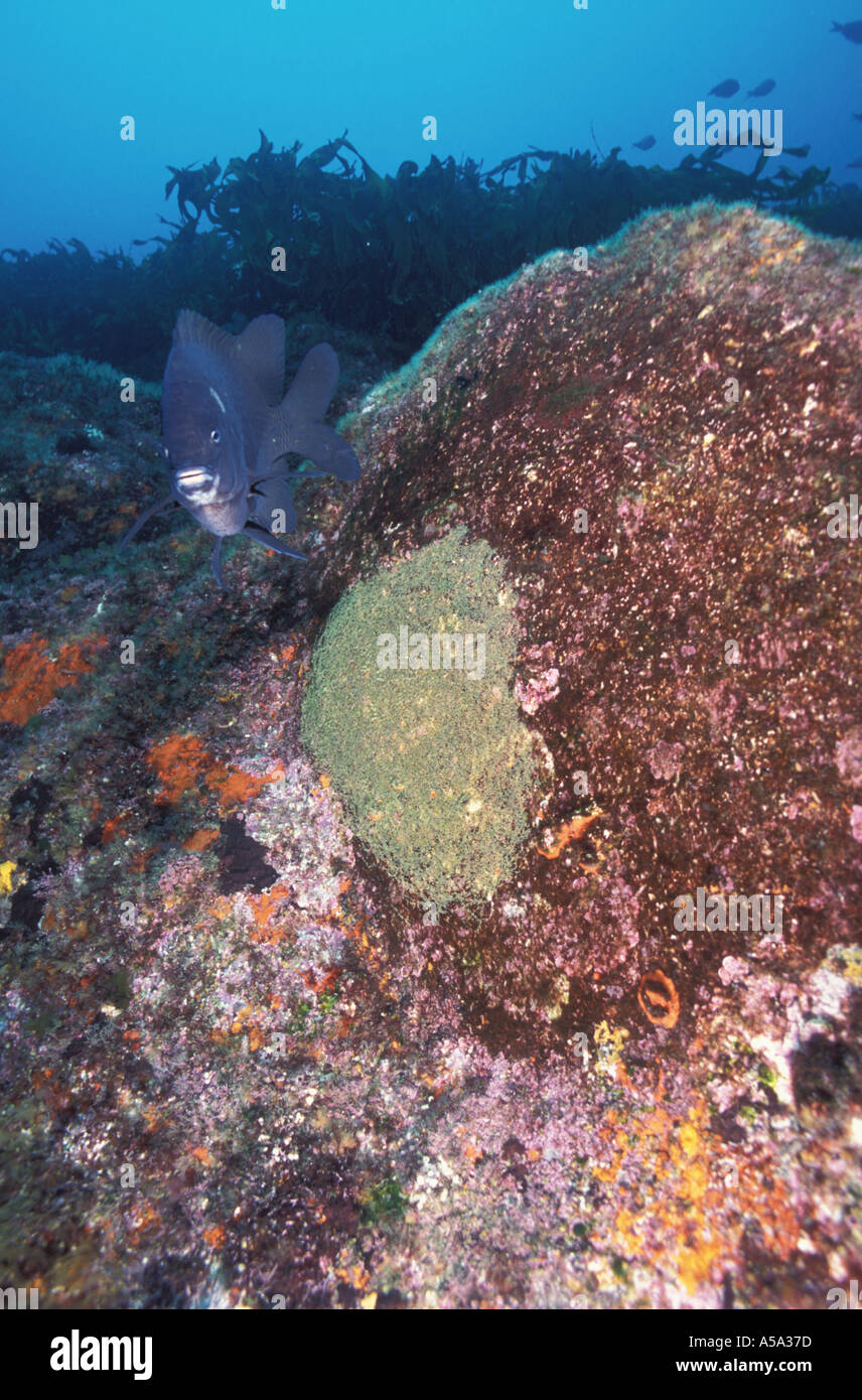 Black Angelfish Parma alboscapularis Stock Photo - Alamy