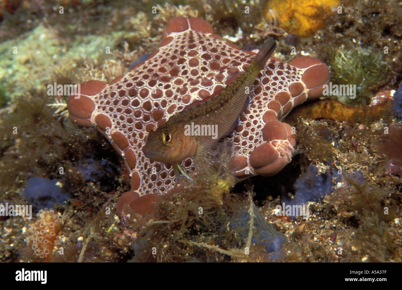 Forsterygion lapillum hi-res stock photography and images - Alamy