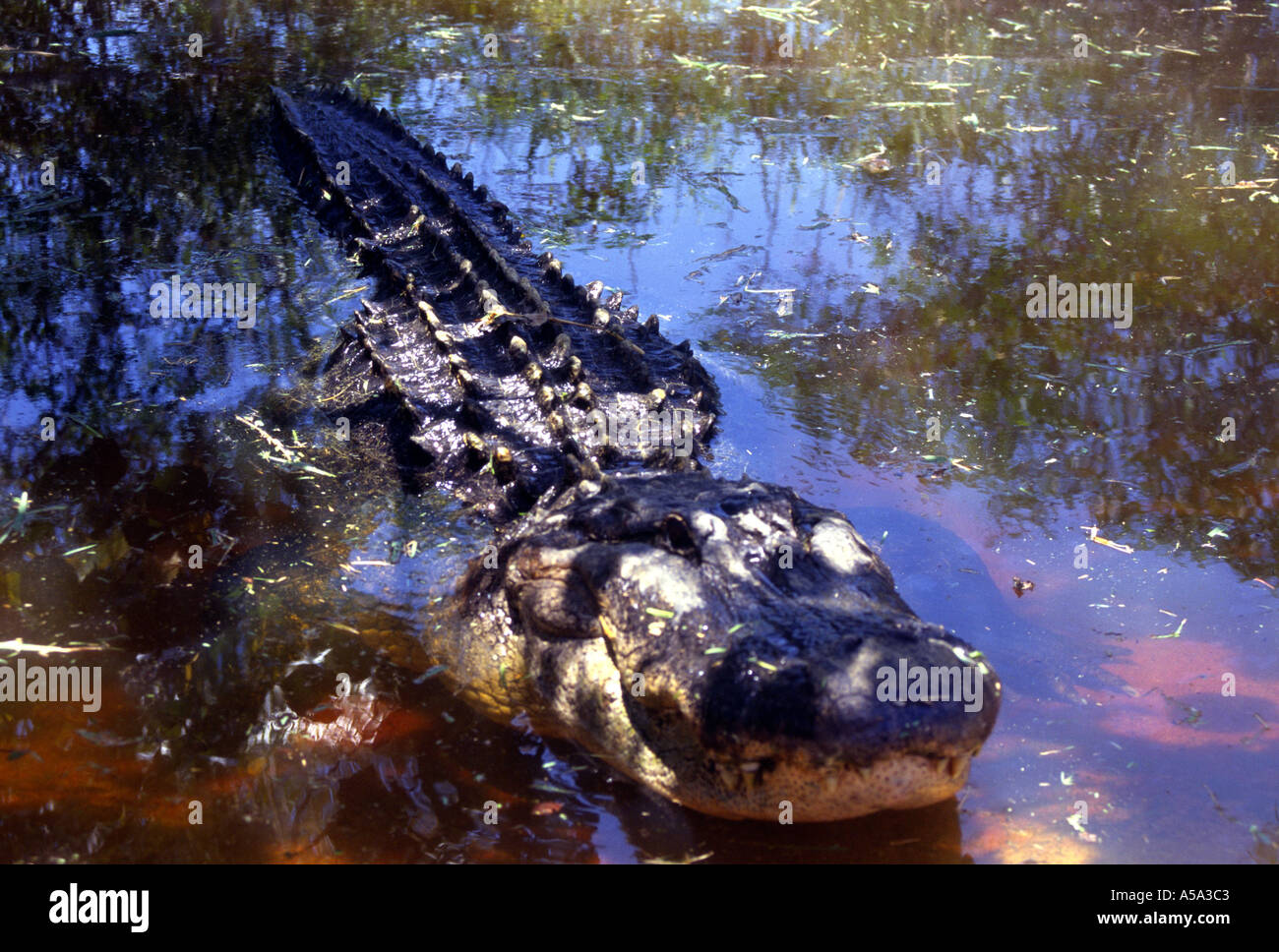 Alicator hi-res stock photography and images - Alamy