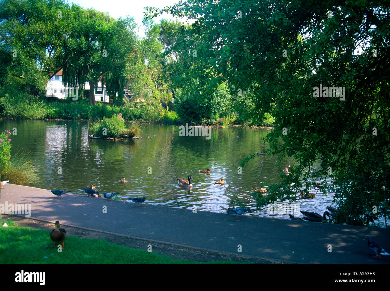 Epsom village pond hi-res stock photography and images - Alamy