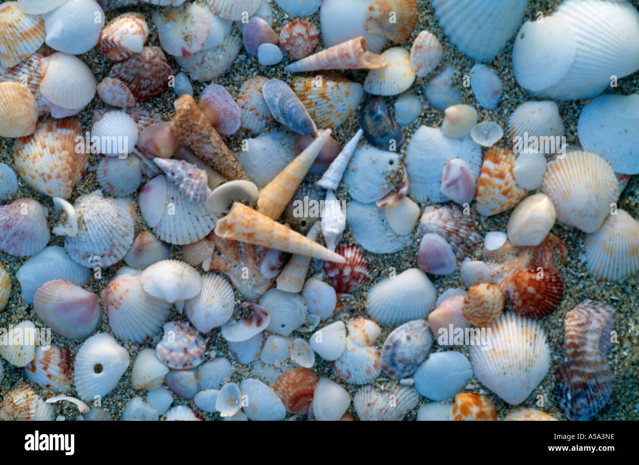 Shells Frigate Bay Beach St Kitts Stock Photo - Alamy