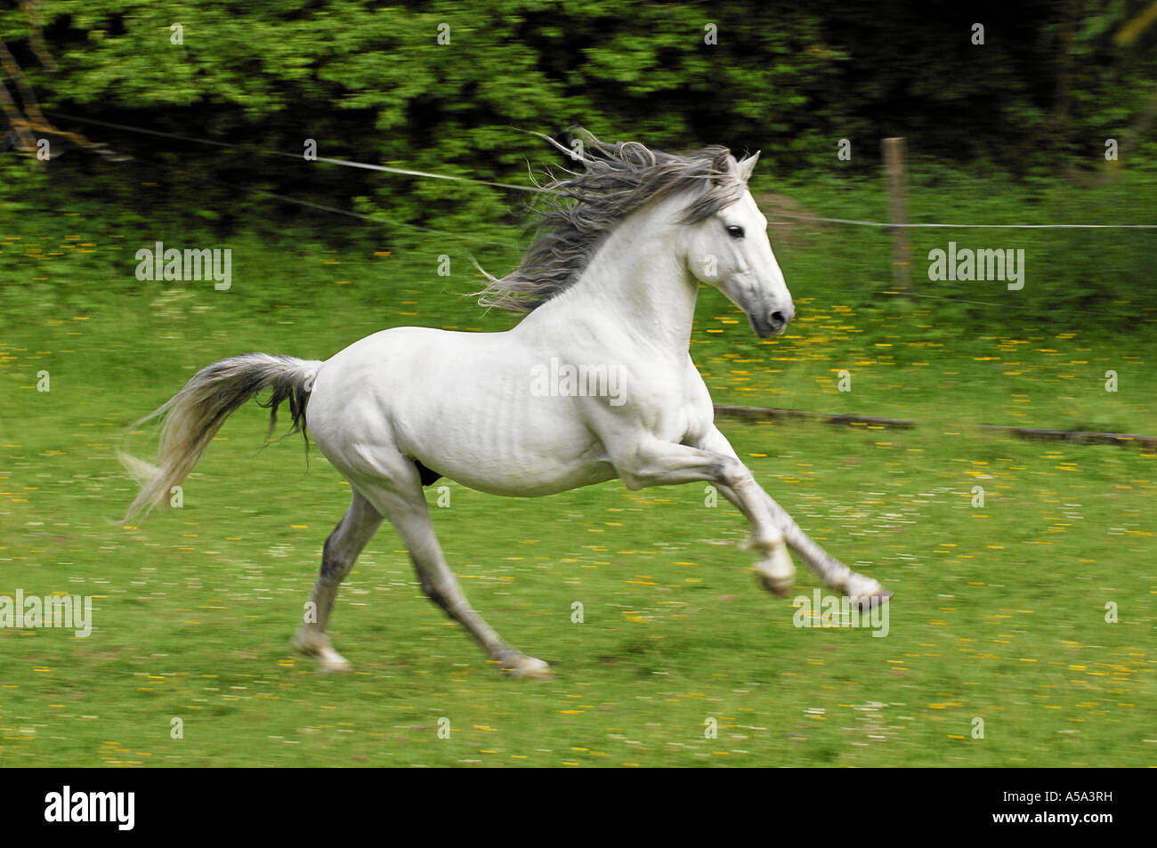 Pura Raza Espanola Andalusier Andalusian Horse Stock Photo - Alamy