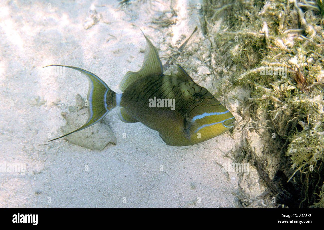 Belize Underwater Queen Triggerfish Balistes vetula Stock Photo - Alamy