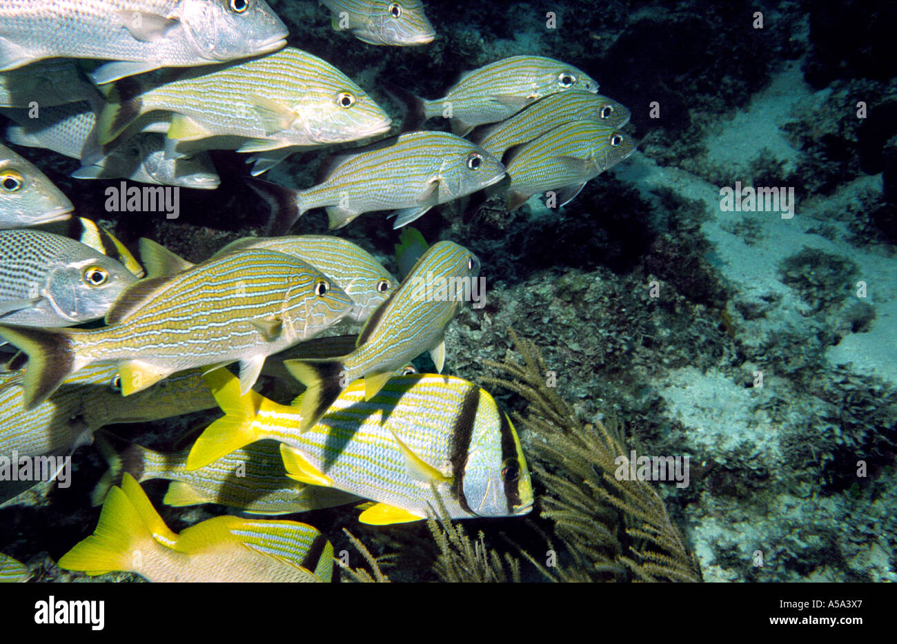 Belize barrier reef hol chan hi-res stock photography and images - Alamy