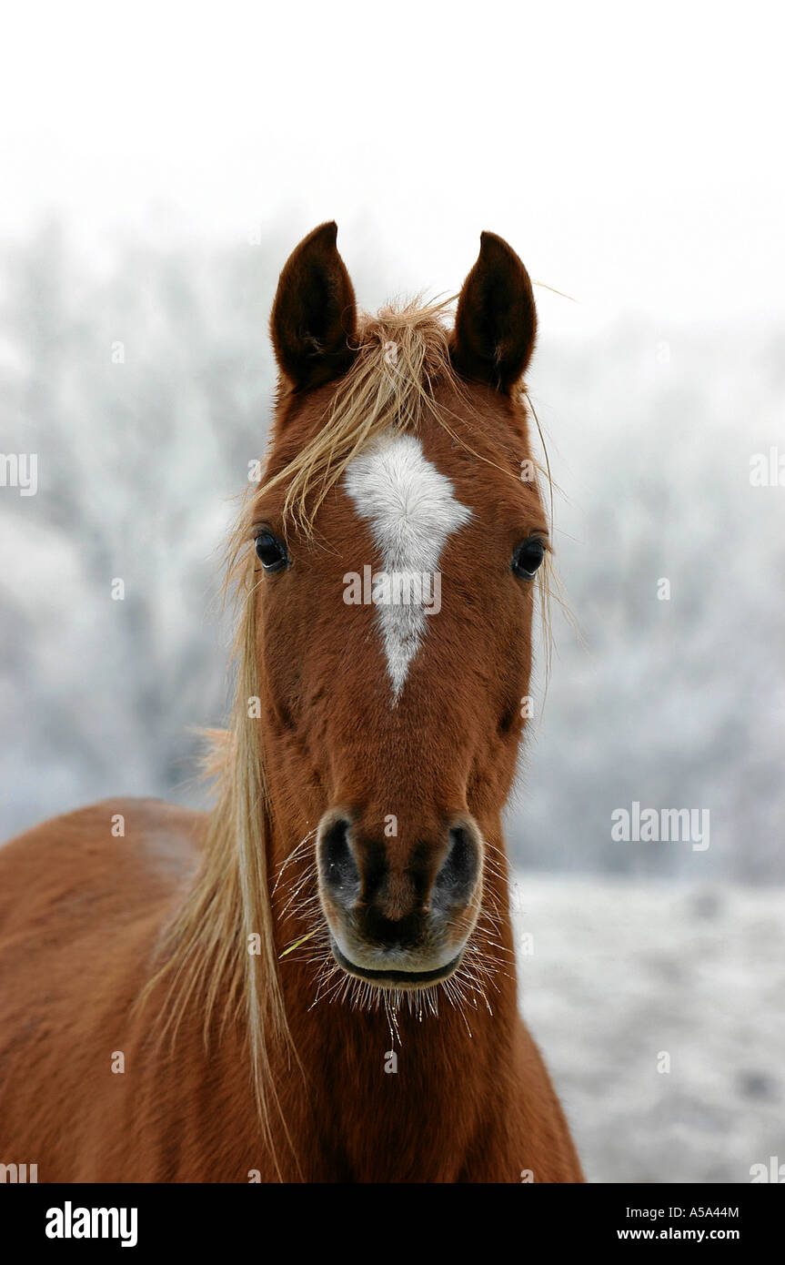 Cheval anglo arabe hi-res stock photography and images - Alamy