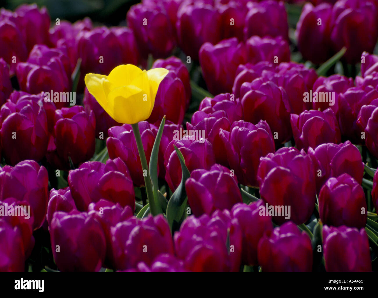 Strong gold hi-res stock photography and images - Alamy