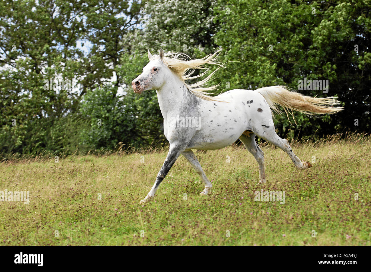 Appaloosa horse hi-res stock photography and images - Alamy