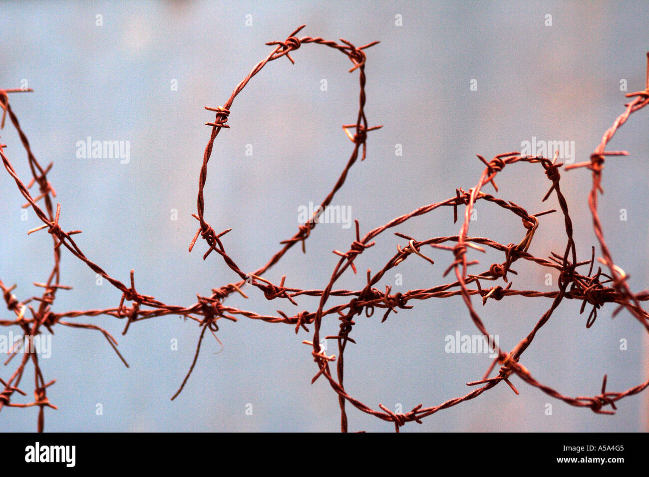 Barbed wire coiled Stock Photo - Alamy