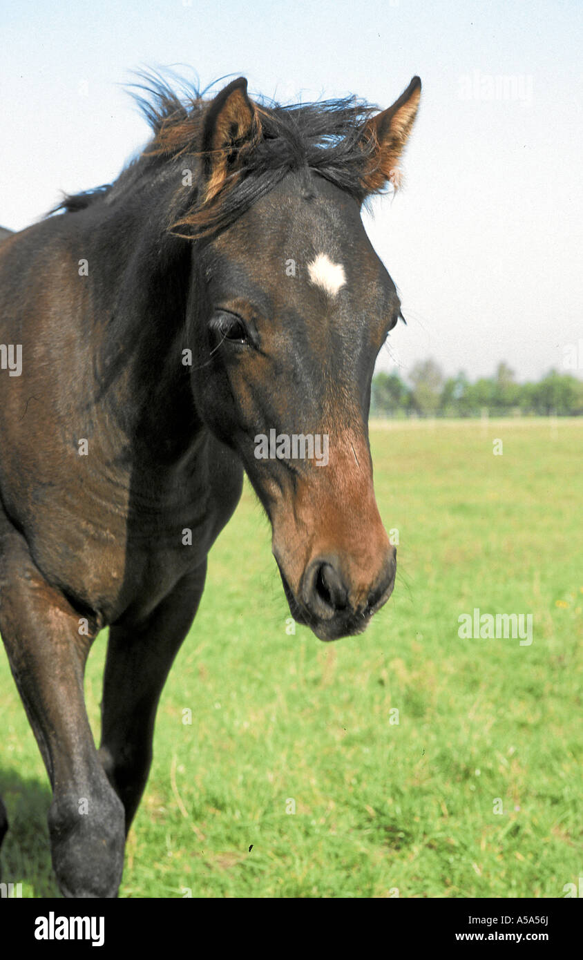 Azteca horse hi-res stock photography and images - Alamy