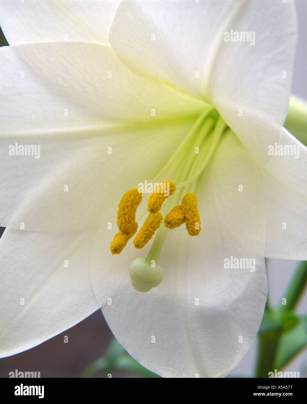 Close up of a single lily flower showing the stamens Stock Photo - Alamy