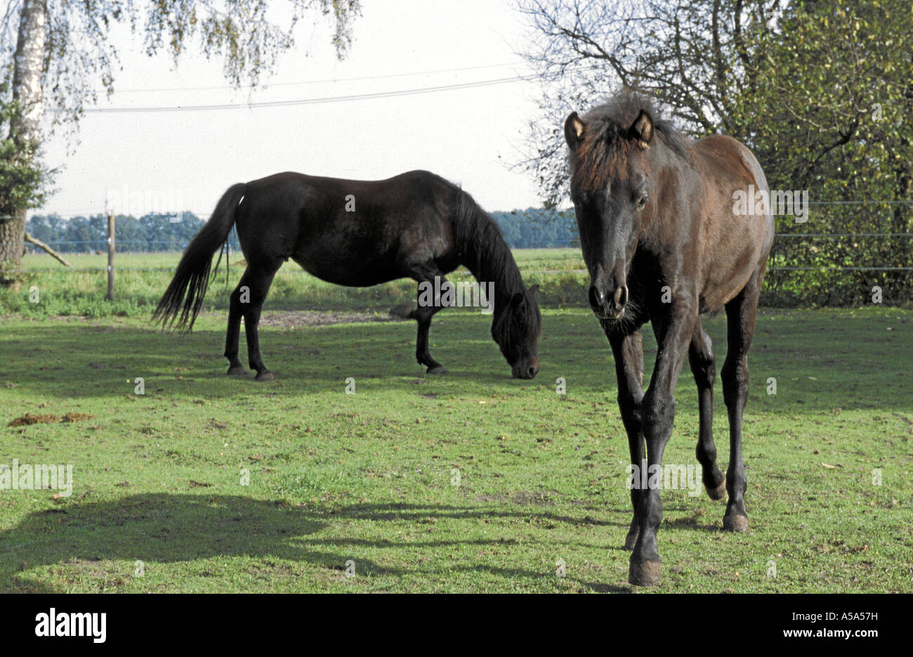 Aztekenpferd Caballo Azteka Azteca Horse Stock Photo - Alamy