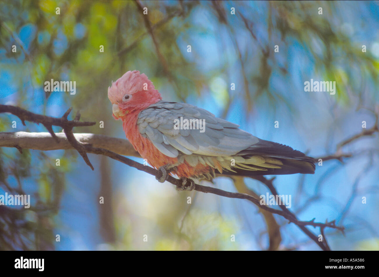 Galah in tree Stock Photo - Alamy