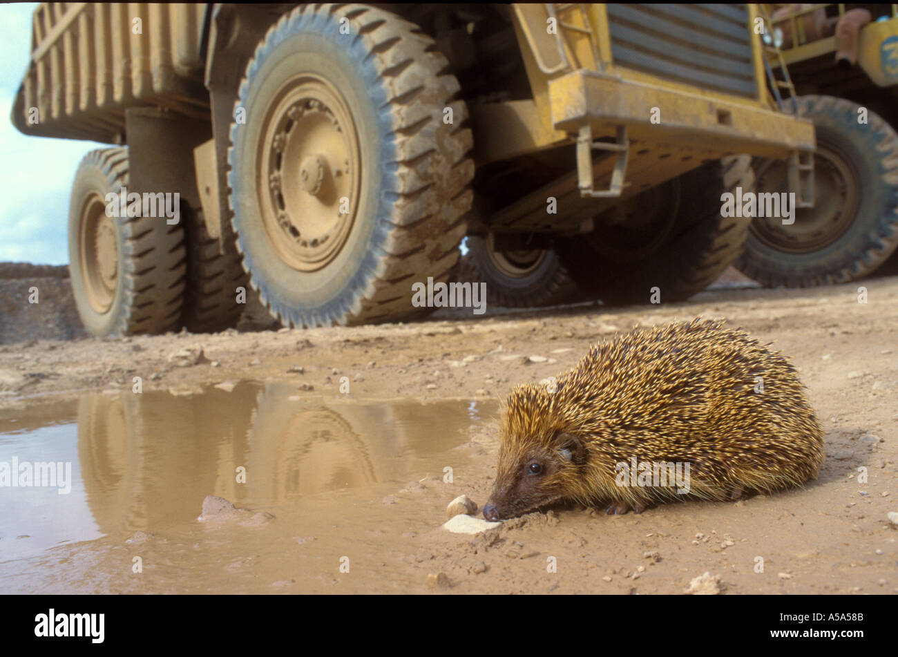 Squashed hedgehog hi-res stock photography and images - Alamy