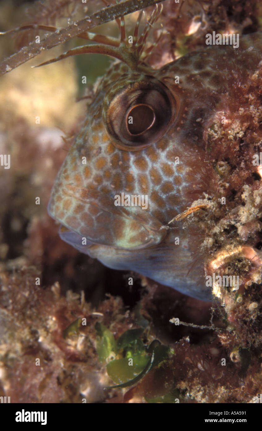 Funny and underwater hi-res stock photography and images - Alamy