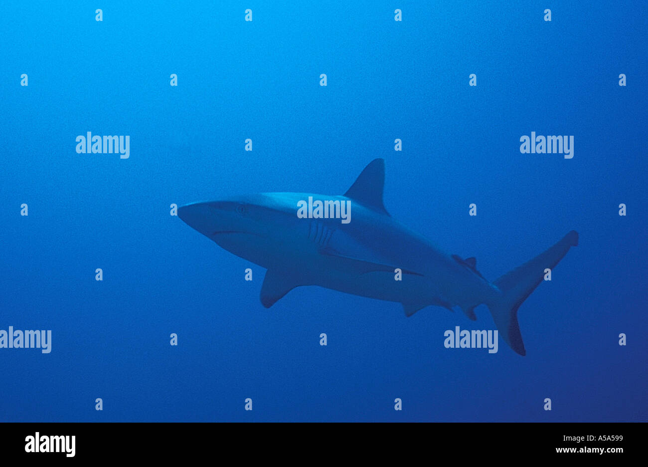 Grey Reef Shark Teeth High Resolution Stock Photography and Images - Alamy