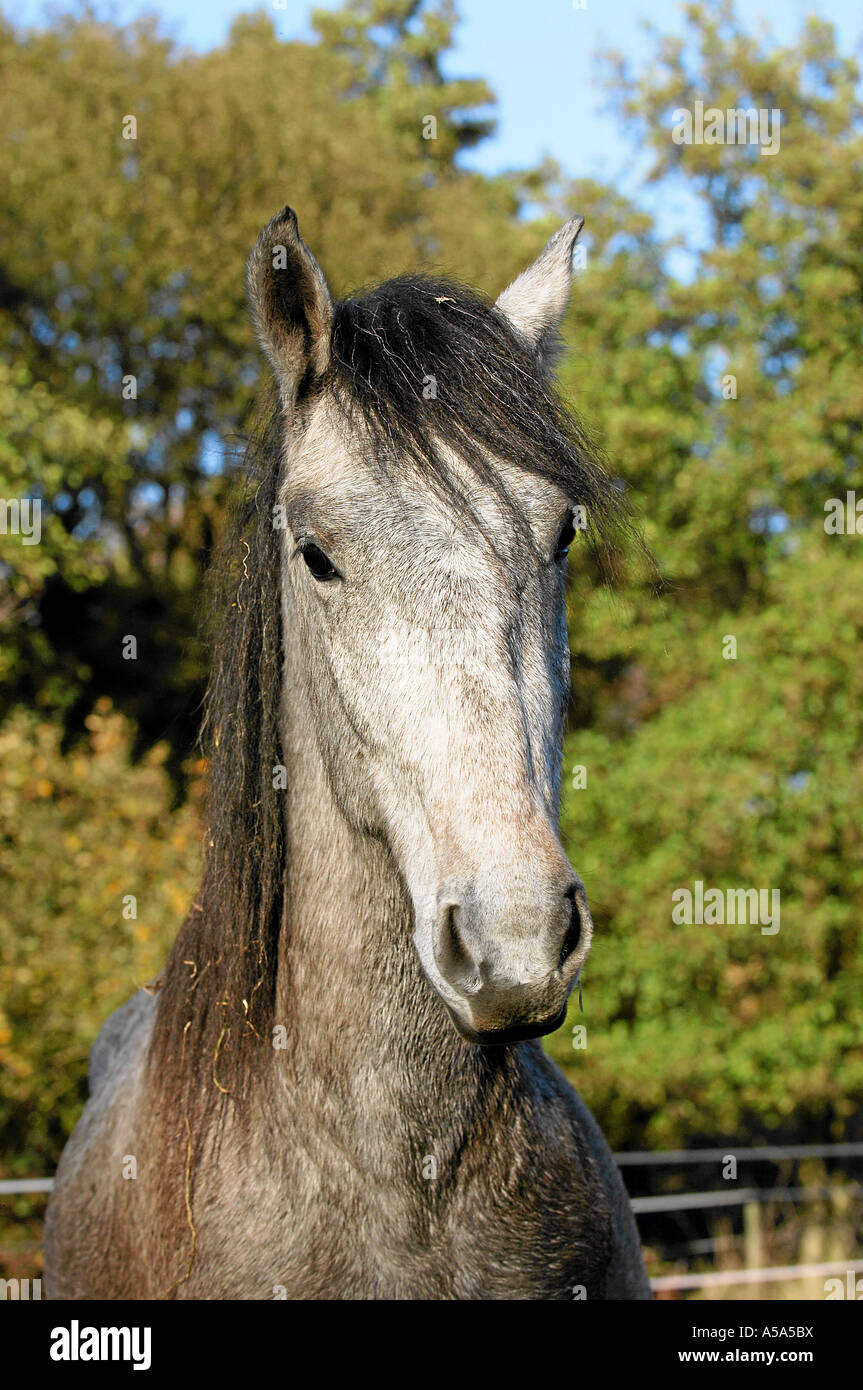 Berberpferd Barb Horse Stock Photo - Alamy