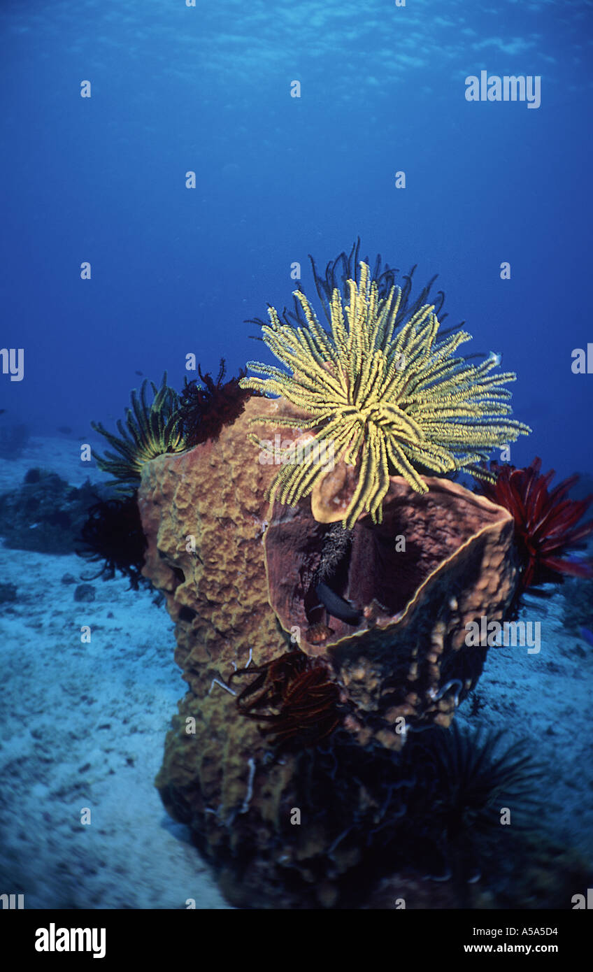 Yellow sponge and starfish hi-res stock photography and images - Alamy