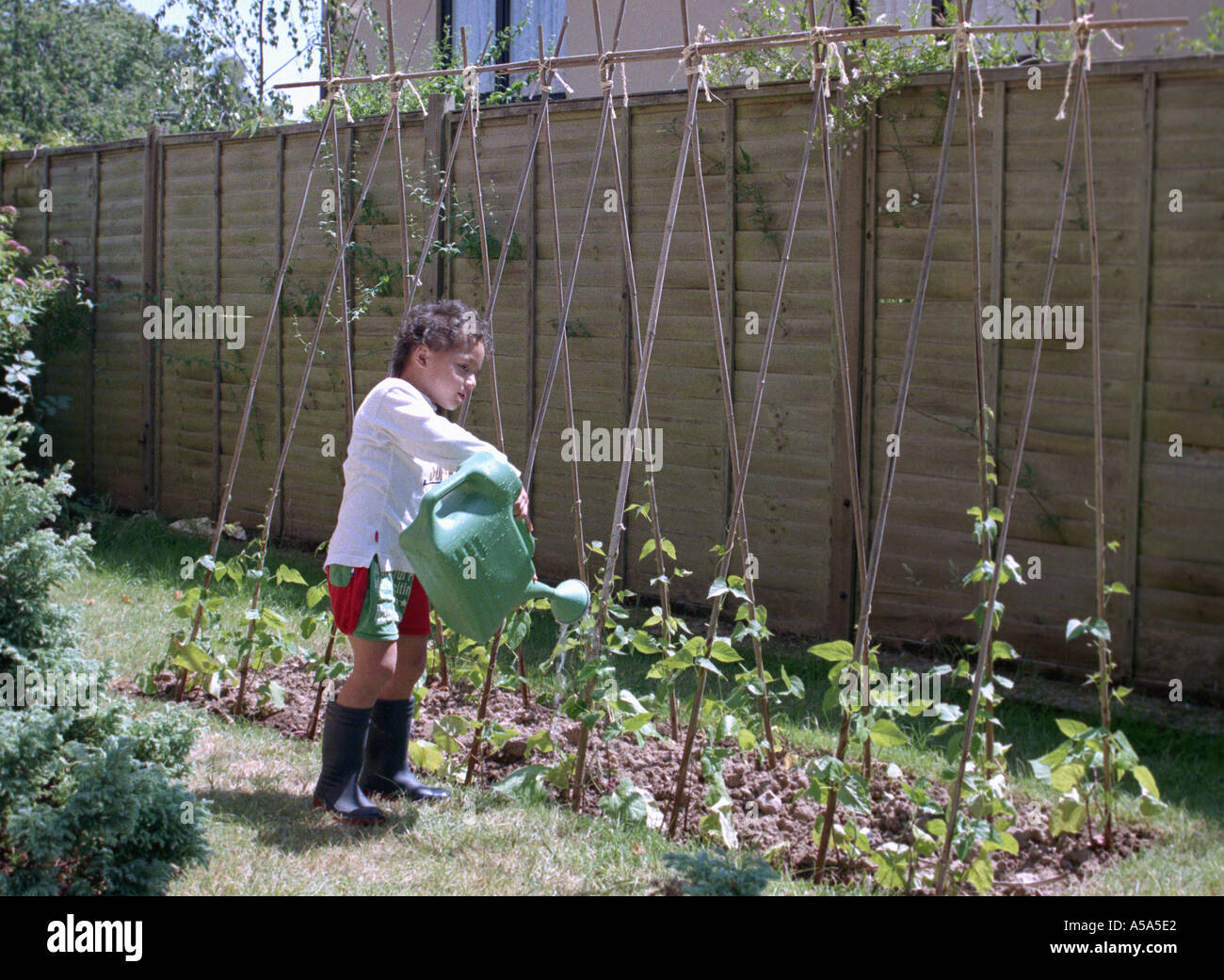 Watering Bean Plants High Resolution Stock Photography and Images - Alamy
