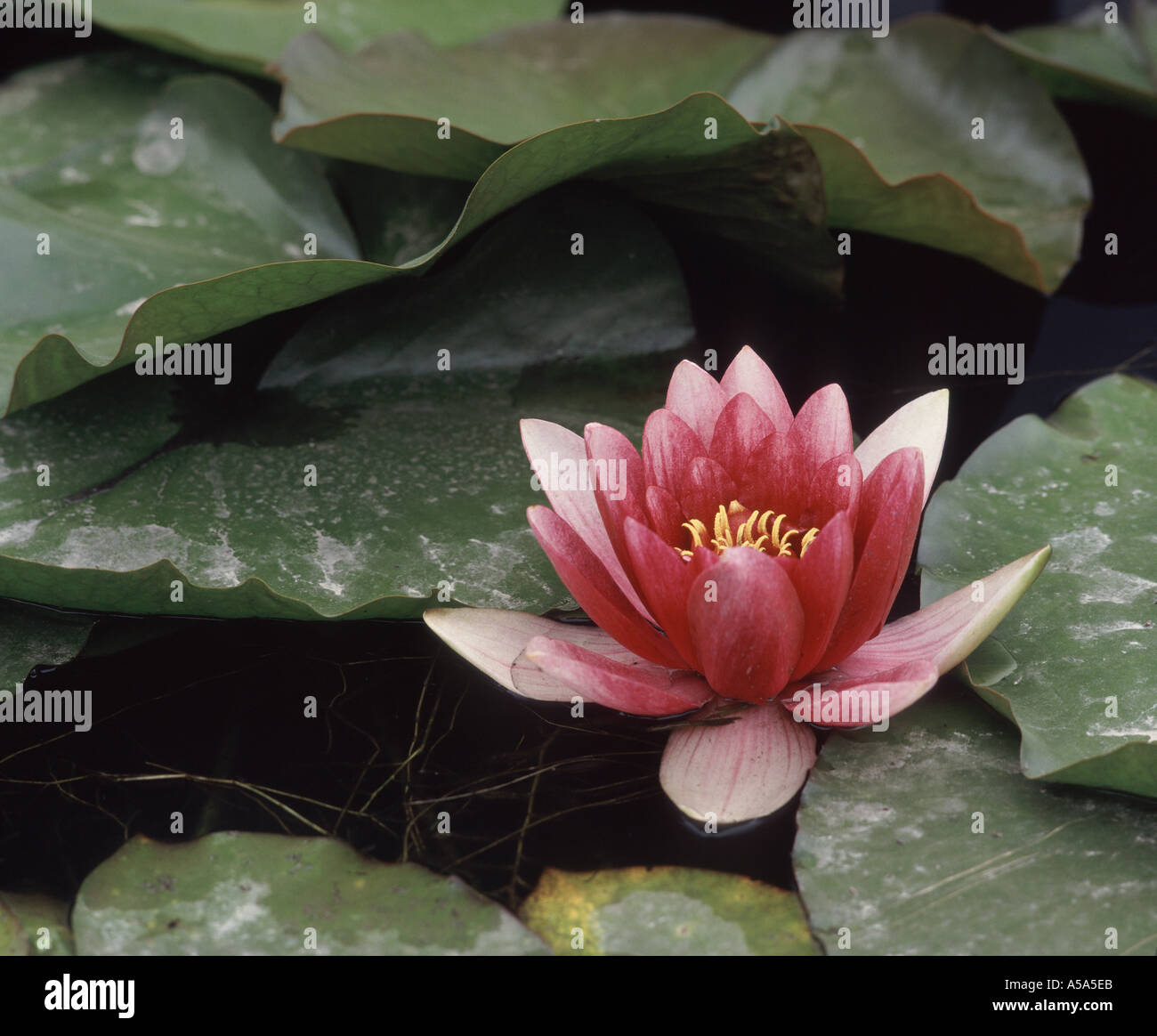 A lotus flower in a pond in Chengdu in Sichuan province China Stock ...