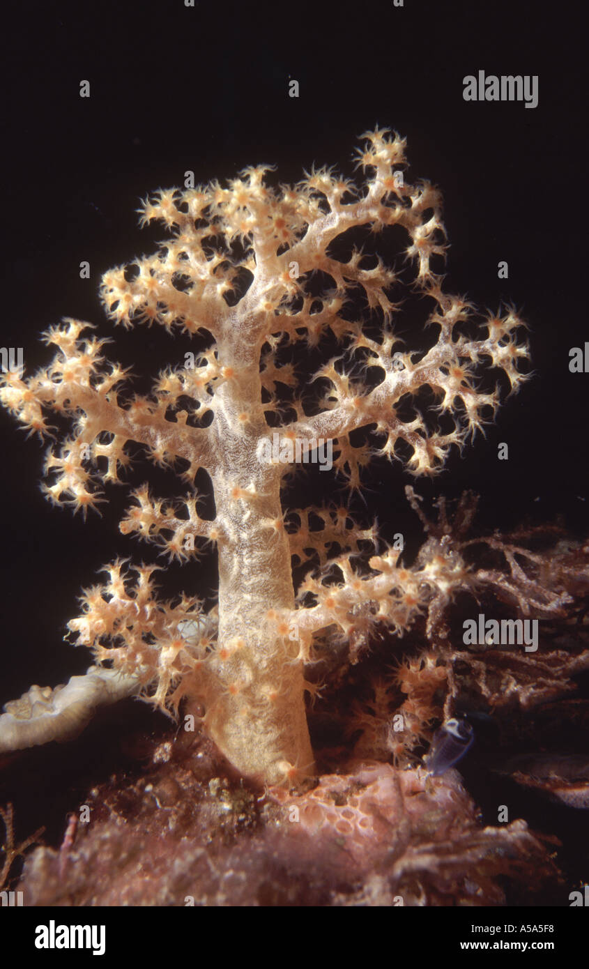 A soft tree coral Dendronephthya species Philippines Stock Photo - Alamy