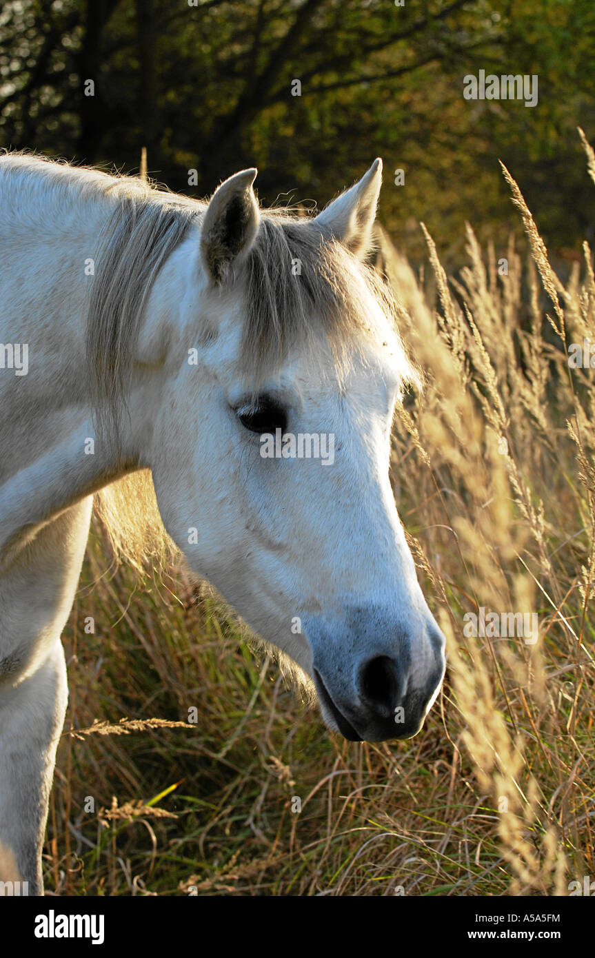 Cheval barbe hi-res stock photography and images - Alamy