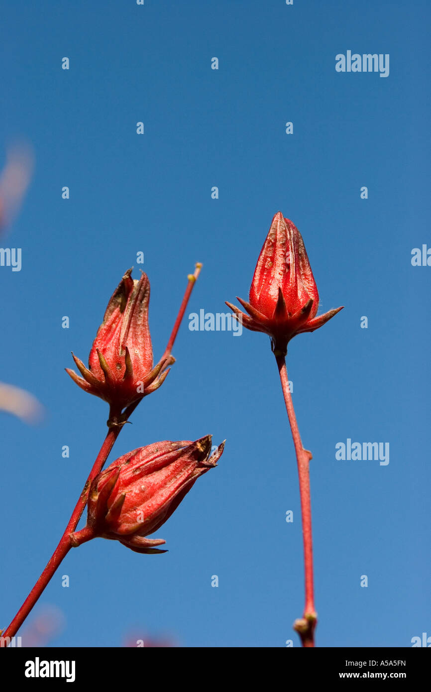 Roselle, Hibiscus sabdariffa Stock Photo - Alamy