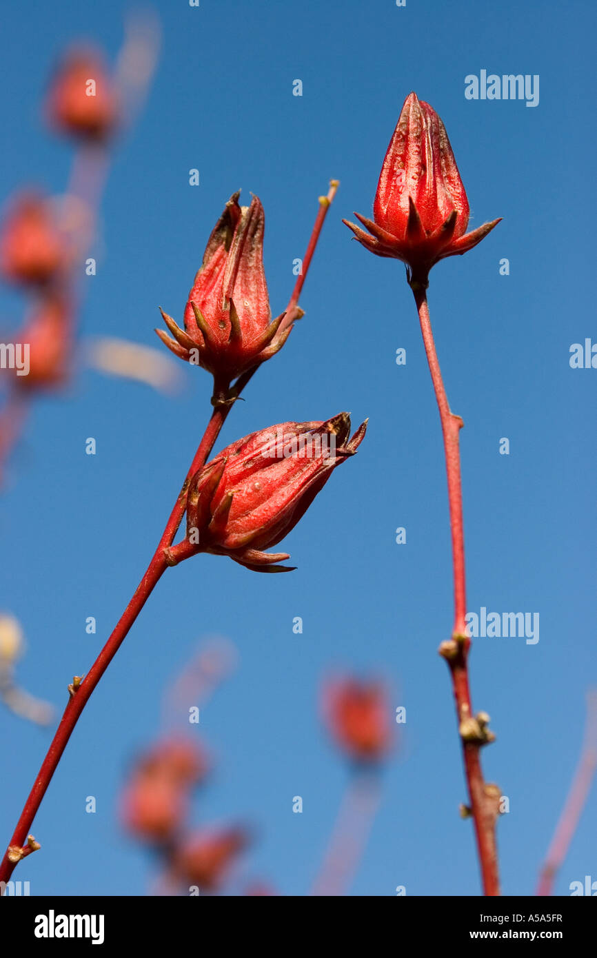 Roselle, Hibiscus sabdariffa Stock Photo - Alamy