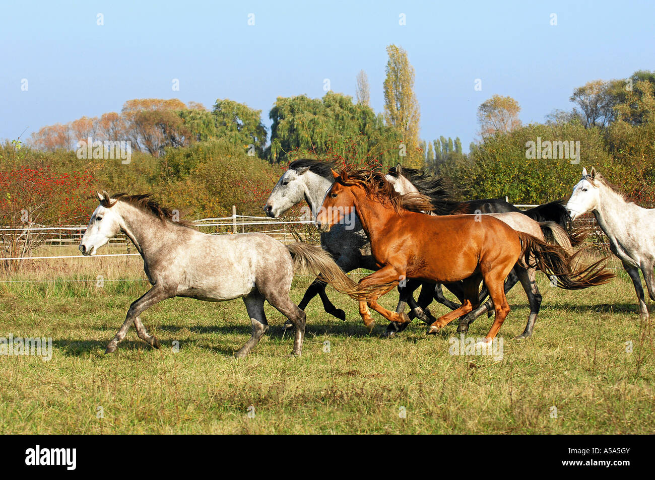 Berberpferd Barb Horse Stock Photo - Alamy