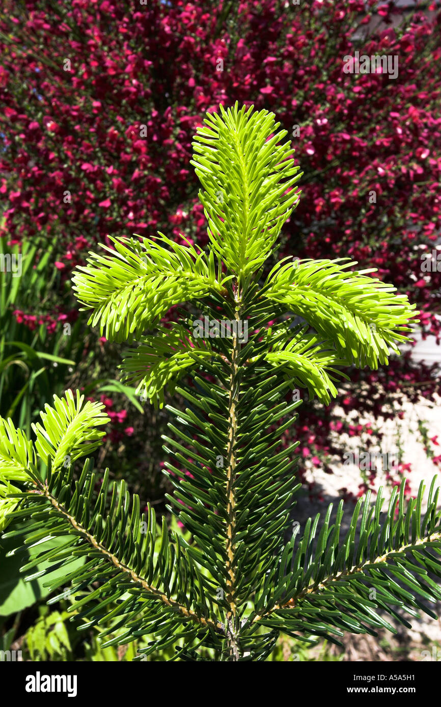 New spring growth Stock Photo - Alamy