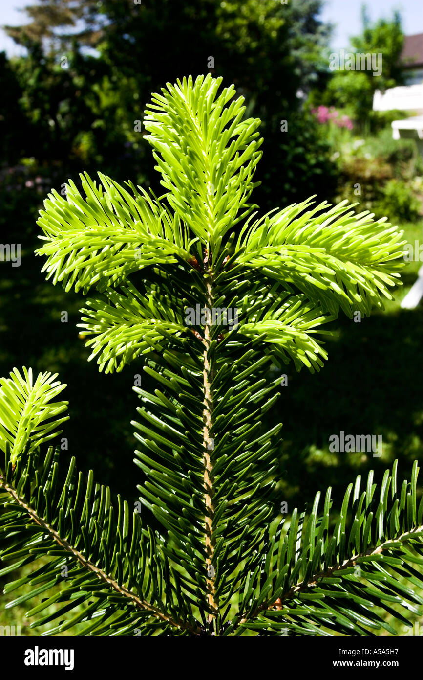 New spring growth on a fir tree branch Stock Photo - Alamy