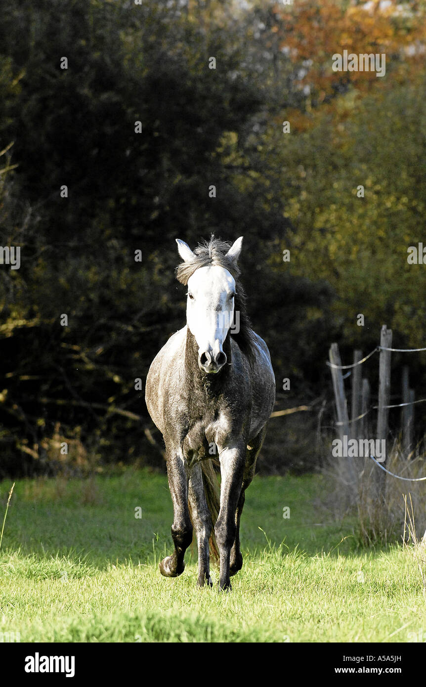 Berberpferd Barb Horse Stallion Hengst Stock Photo - Alamy