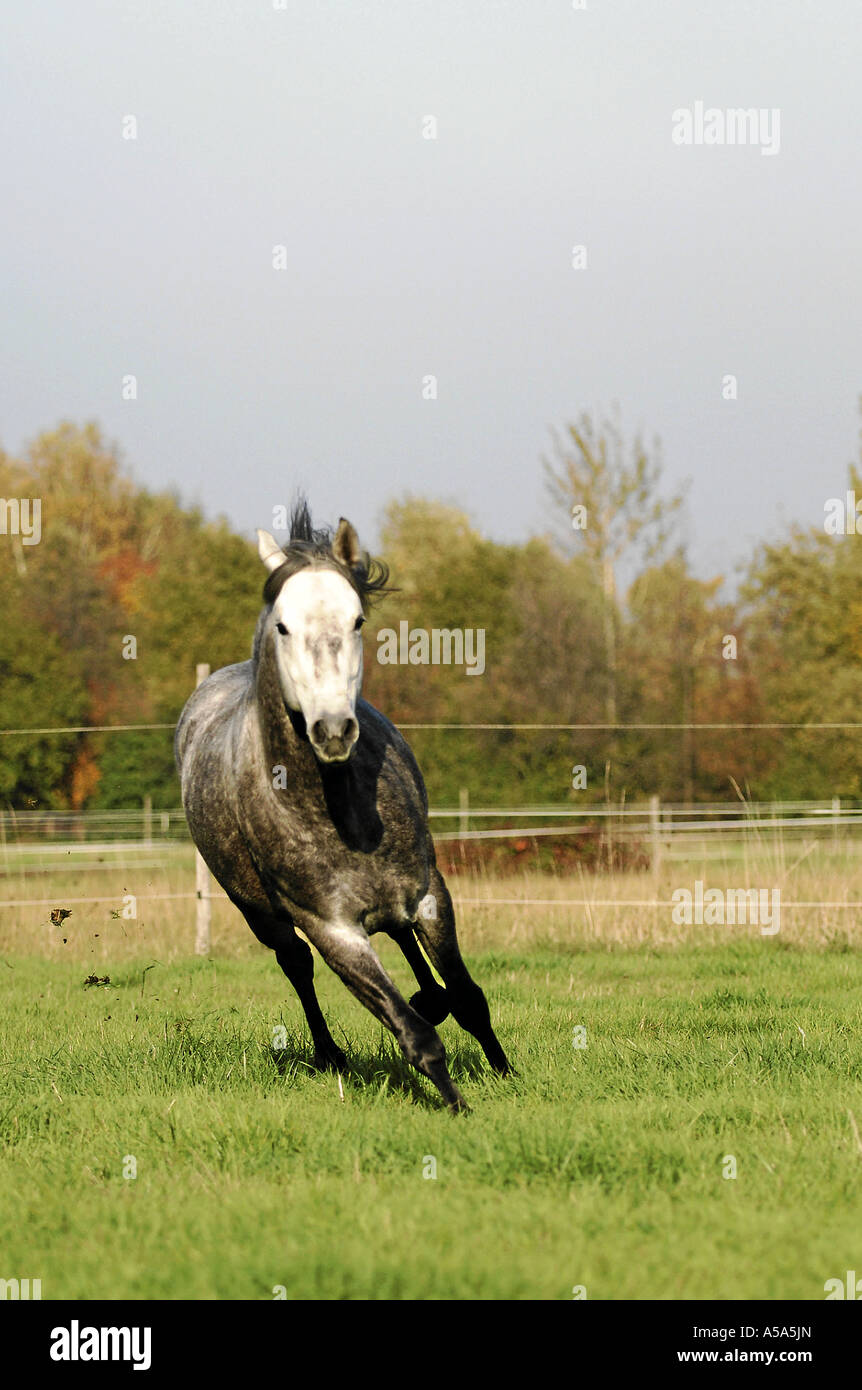 Berberpferd barb horse stallion hi-res stock photography and images - Alamy