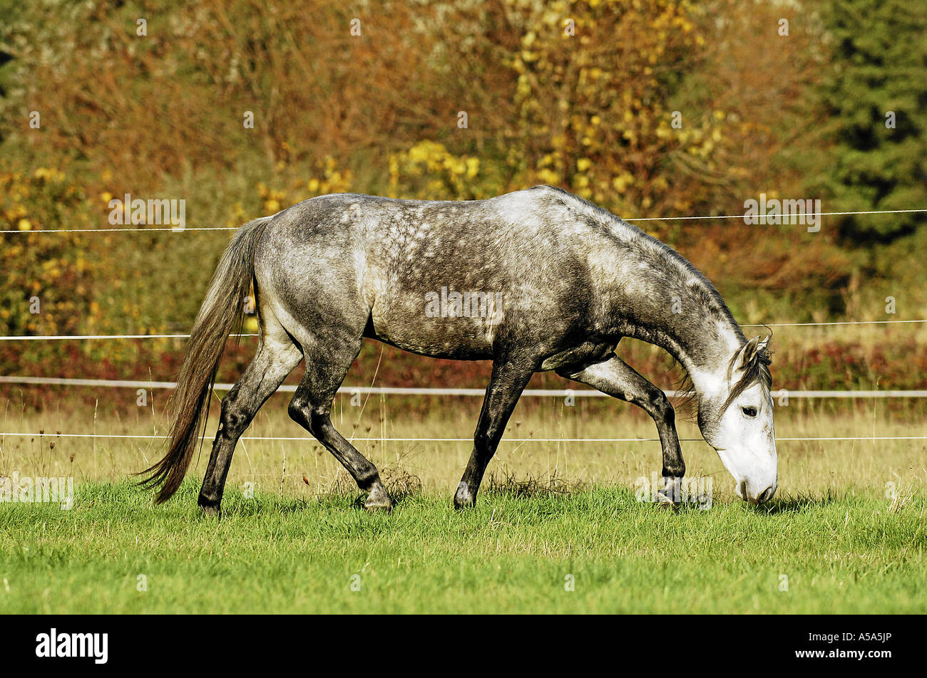 Berberpferd Barb Horse Stallion Hengst Stock Photo - Alamy