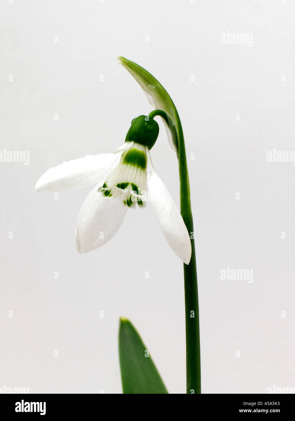 Snowdrop Cut Out Stock Photo - Alamy