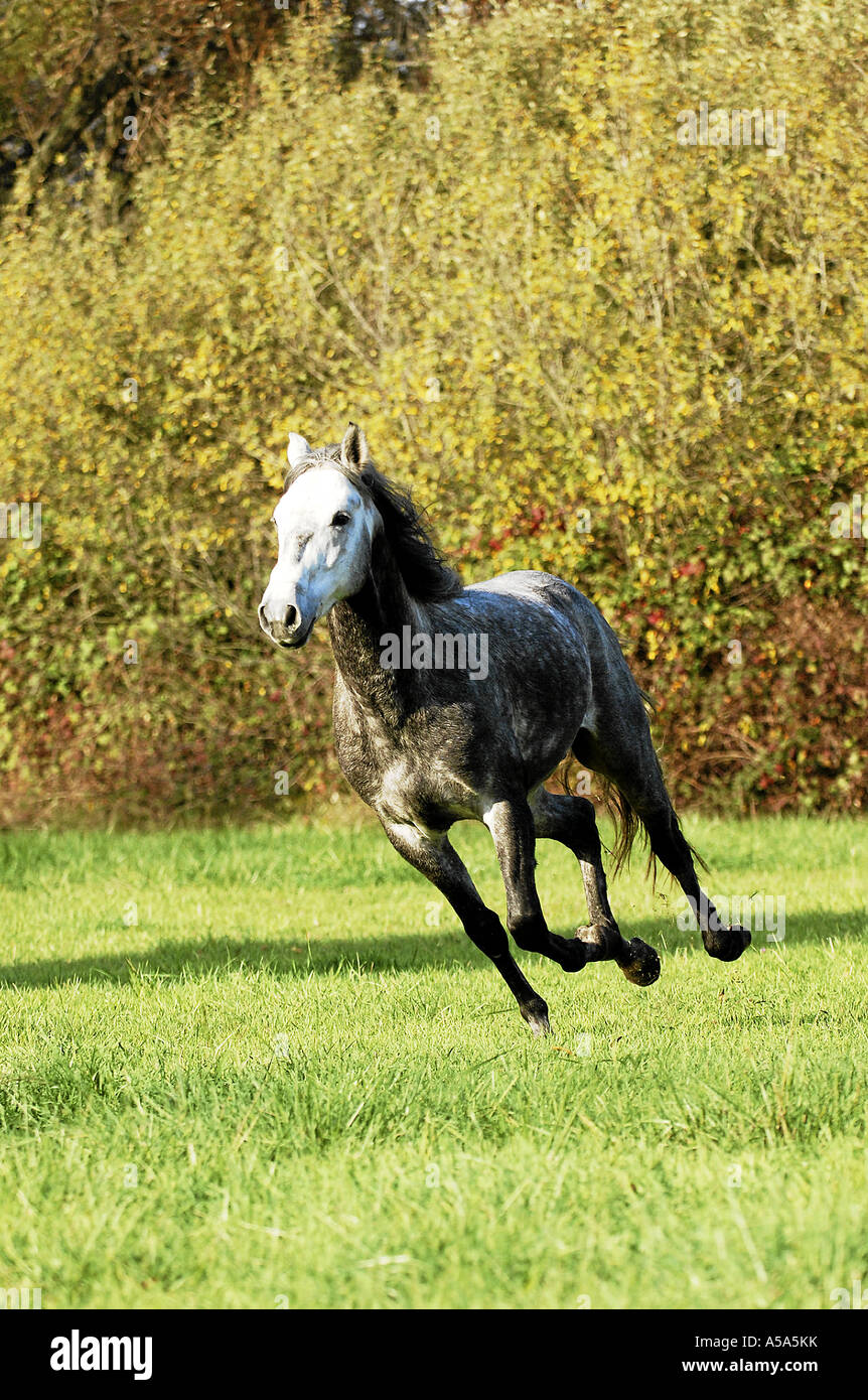 Berberpferd Barb Horse Stallion Hengst Stock Photo - Alamy